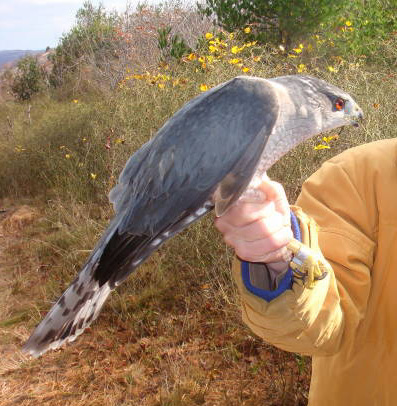 Terrierman's Daily Dose: A Wild Caught "Goopers" Hawk?