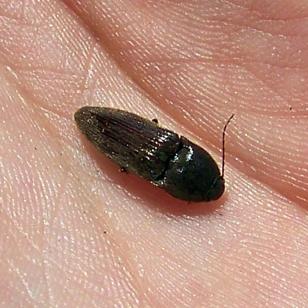 Cockroach? What kind! Found in Eastern Washington State. Approx 2-3 ...