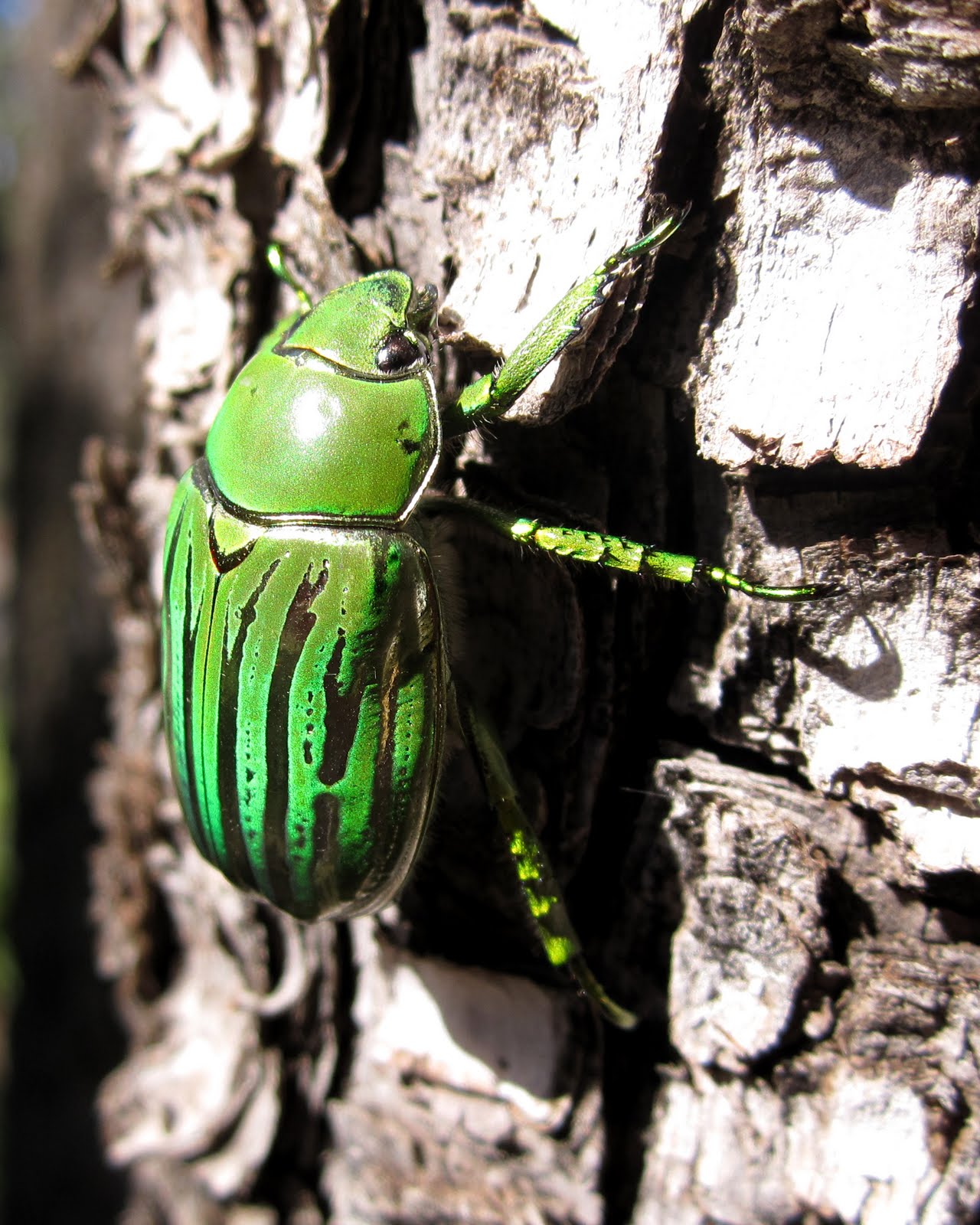 weirdbuglady: Beautiful Beetles