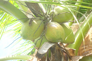 IN VIVO VIRTUAL: COCO