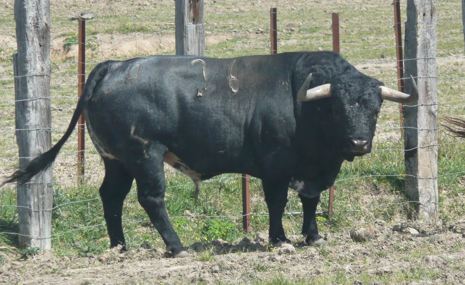 Encastes Bravos Toros De Partido De Resina Para Madrid