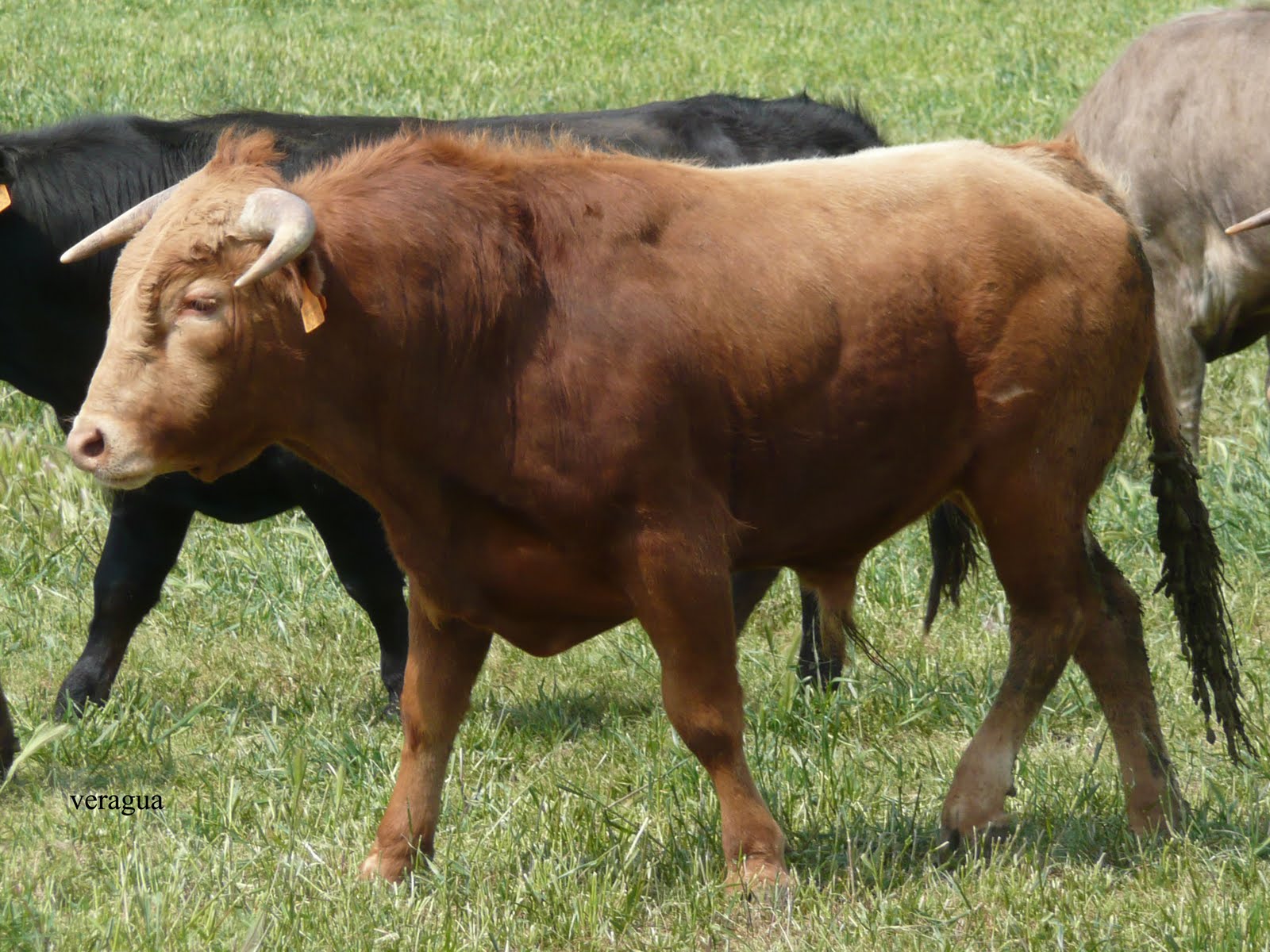 Encastes Bravos: Novillos de Fraguas