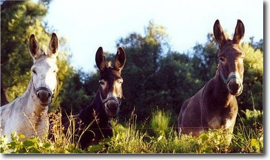 mi corazon late late como un burro sin mecate