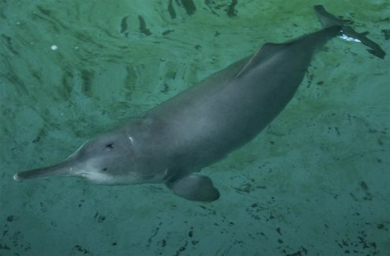 We Own the Earth: Baiji, the freshwater dolphin.