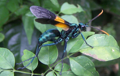 Tropical Biodiversity - Santarém - Pará - Brasil: Colorful wasp