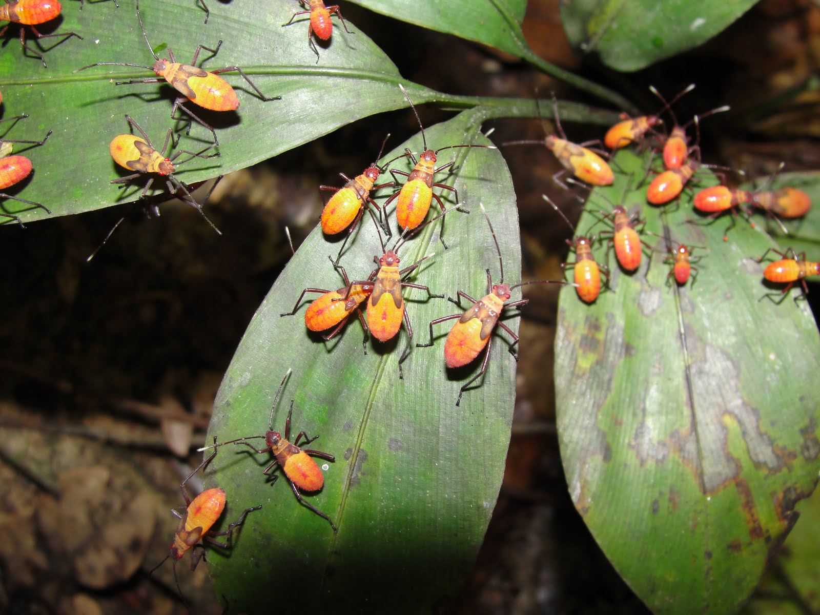 Tropical Biodiversity - Santarém - Pará - Brasil: Insects 688