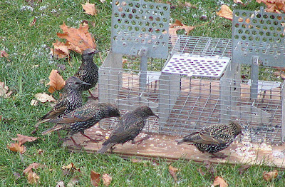 Nature Knitter: Trapping Starlings
