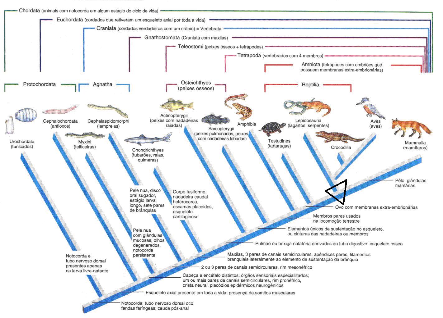 Biologia Cap: Níveis taxonômicos e Cladogramas