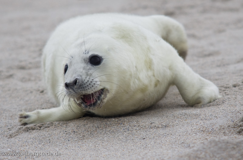 Fotografie - Wildlifephotography: Neugeborenes Robbenbaby mit seiner ...