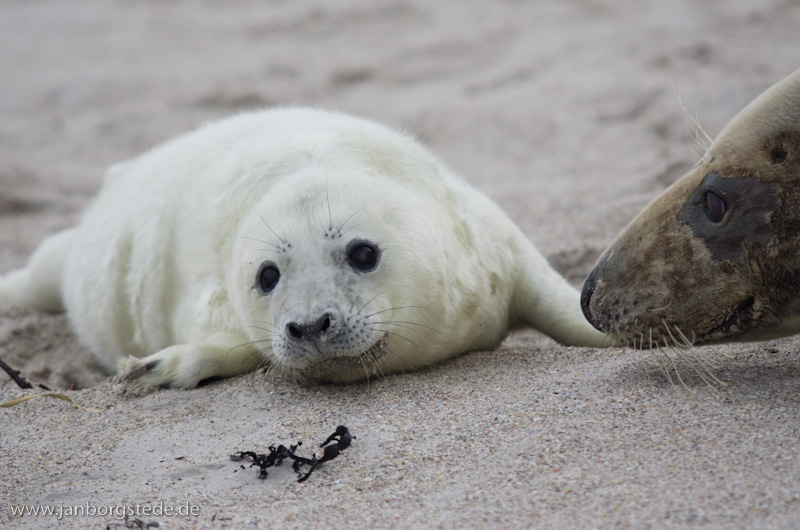Fotografie - Wildlifephotography: Neugeborenes Robbenbaby mit seiner ...