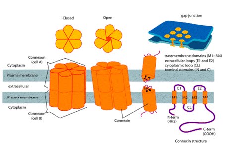 Biología Médica: Contracción del Músculo Cardíaco: Las uniones GAP (2/2)