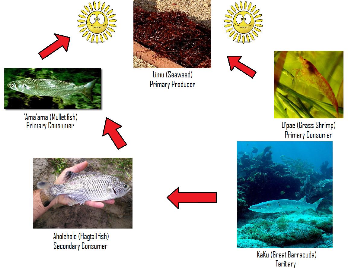 Outdoor Science: FiSH POND (LOKO KUAPA)