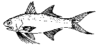 Outdoor Science: FiSH POND (LOKO KUAPA)