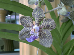 Anggrek Vanda Mini atau Vanda Pumila | Budidaya Tanaman Hias Indonesia