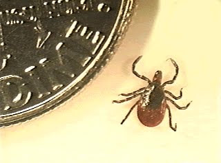 Blog de chasse au chevreuil à l'arc: La maladie de lyme au Québec