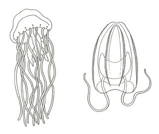 Charlie Simonds: Jellyfish and Comb Jelly