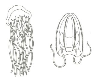 Charlie Simonds: Jellyfish and Comb Jelly