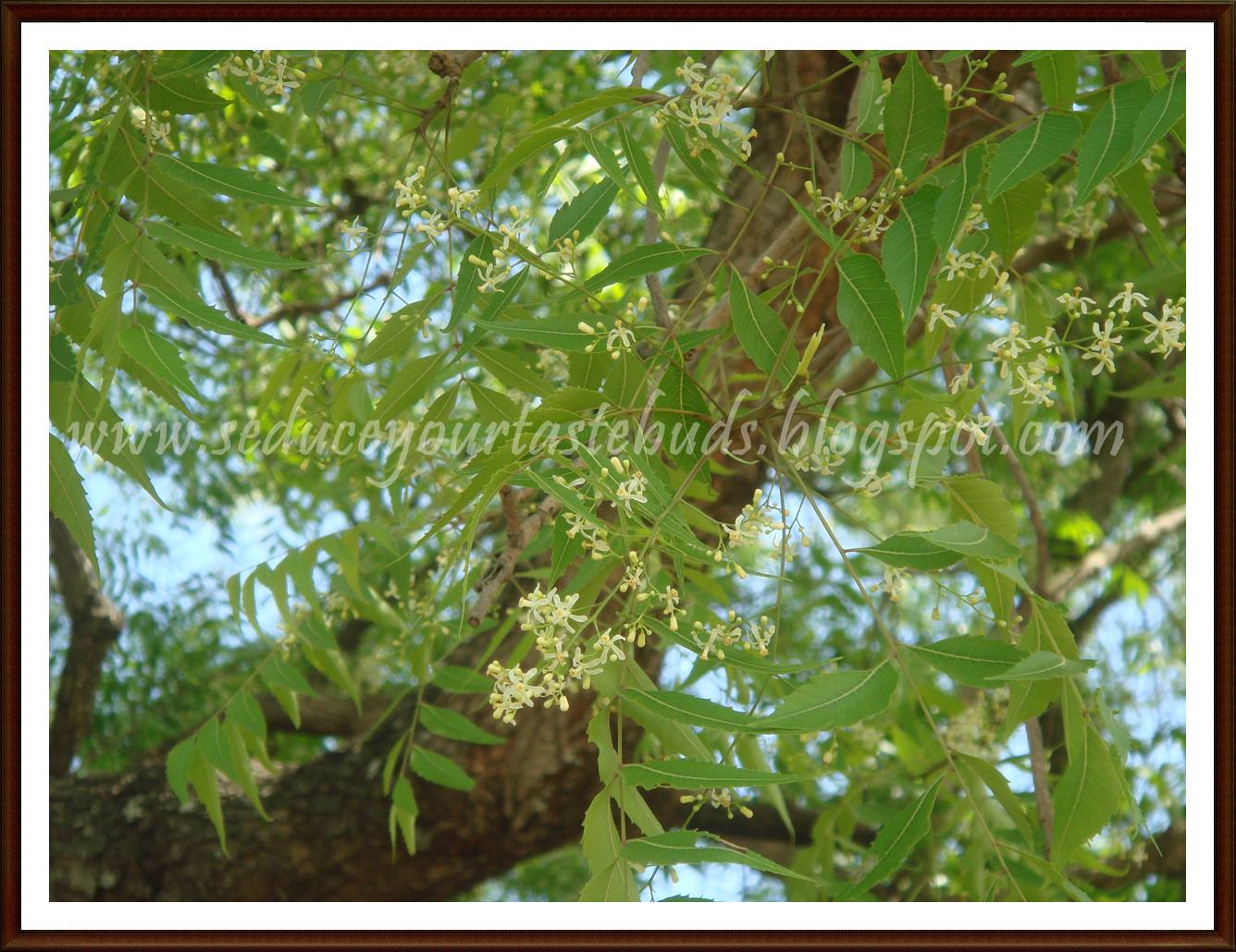 Recipes with Dried Neem Flowers | Vepampoo | Bevina Hoovu - Seduce Your ...