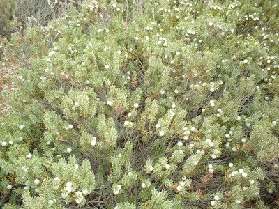 A biodiversidade no pinhal de leiria: A camarinha