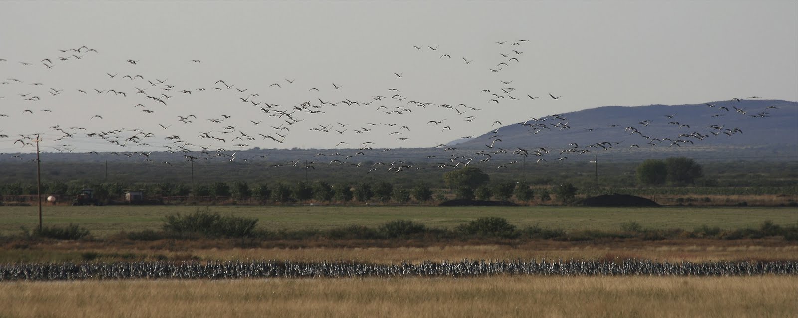 Sonoran Connection: Sandhill Crane Watch Whitewater Draw Arizona