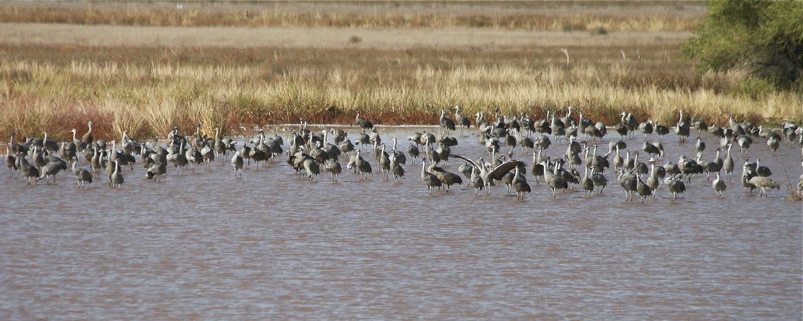 Sonoran Connection: Sandhill Crane Watch Whitewater Draw Arizona