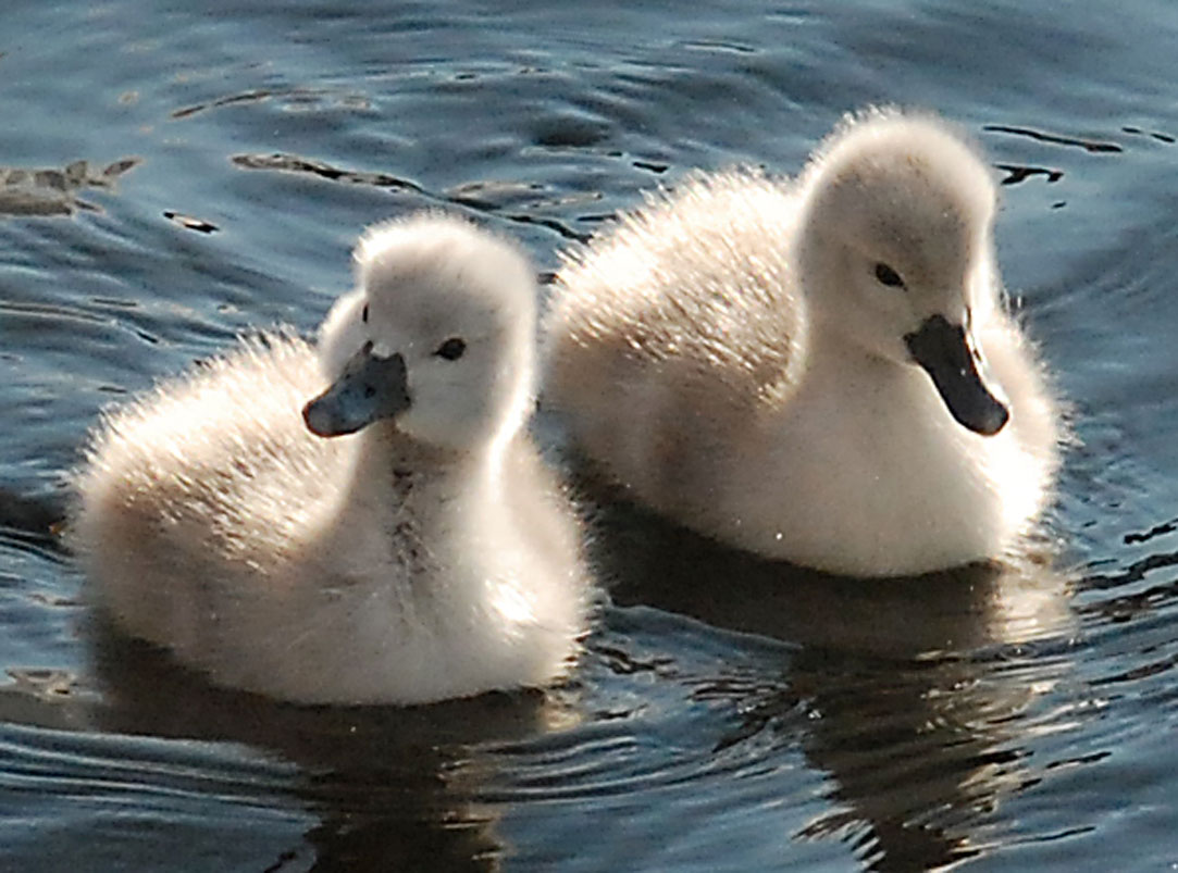 Krabbelure: Stygge andunger...?