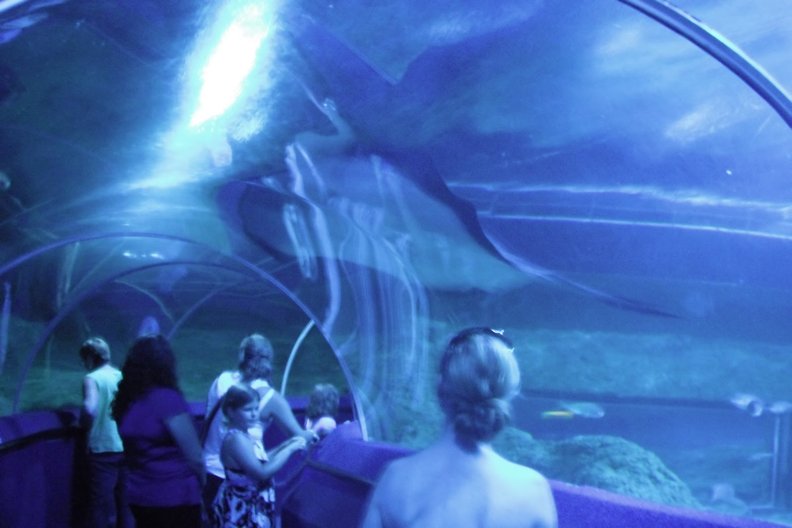 Australia: AQWA - Aquarium of Western Australia