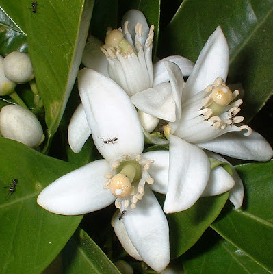 LA NUEVA CARAVANA: EL AZAHAR