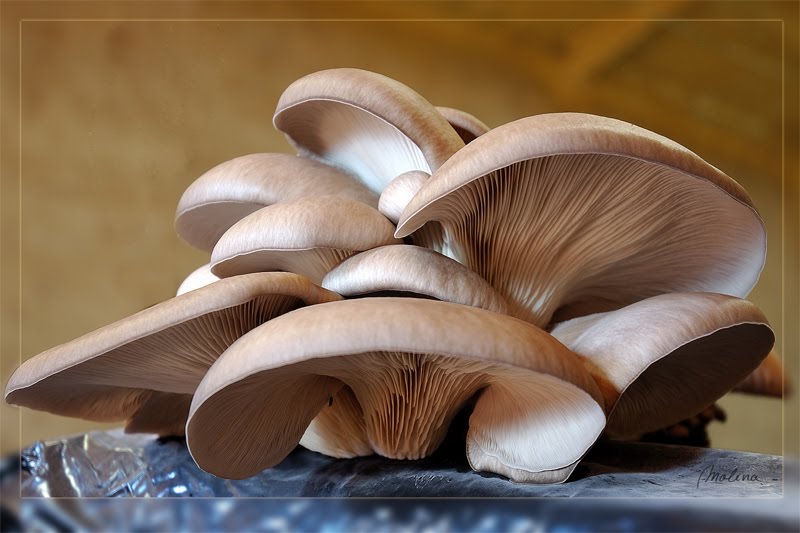 LA NUEVA CARAVANA: SETAS