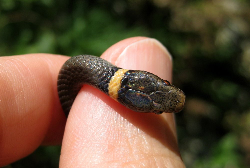 Naturally New England: Pinched, Bitten, and Smeared