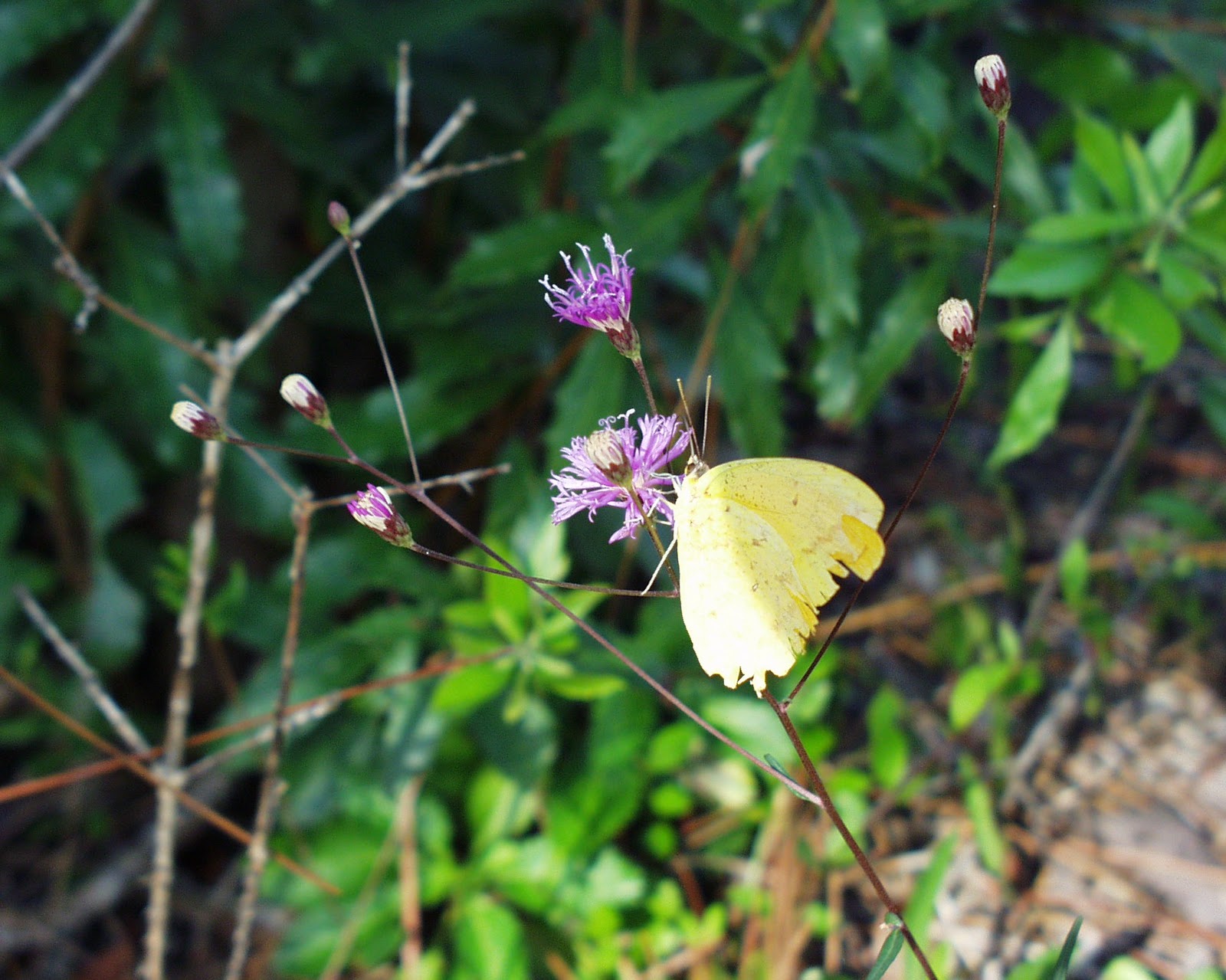 Florida photo adventures: More of my favorites -- butterflies