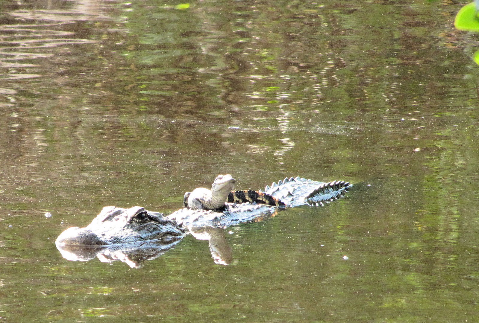 Florida photo adventures: Alligators