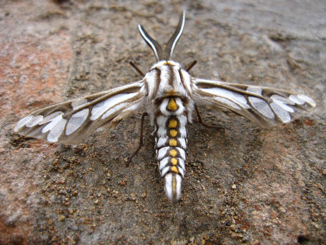 66 Square Feet (Plus): Moths in the Karoo