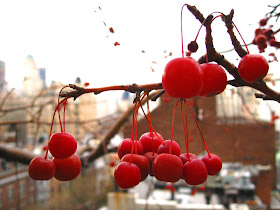 Maraschino Cherry Tree