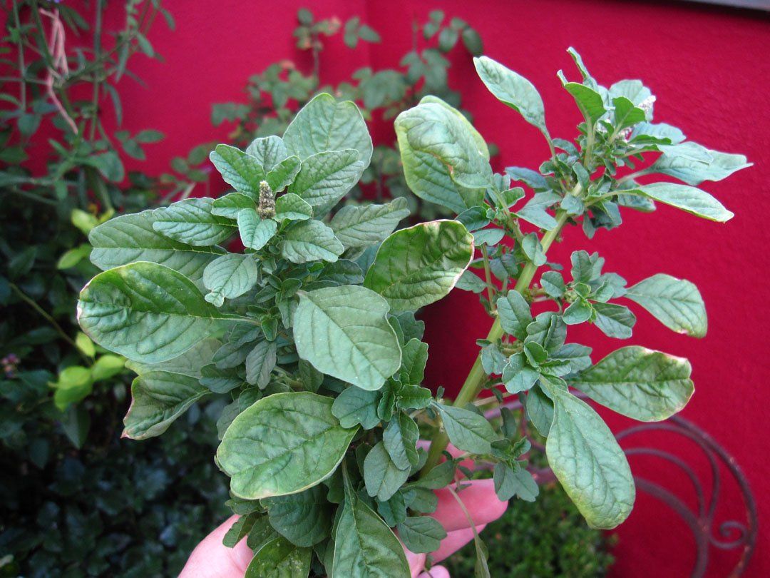 66 Square Feet (The Food): Pigweed crostini