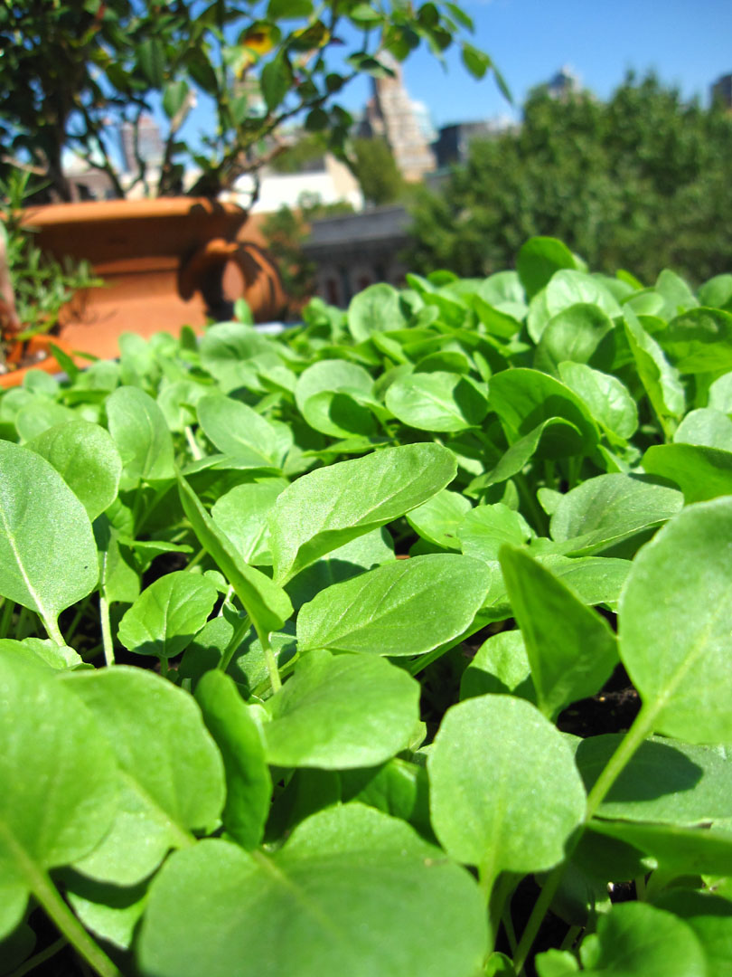 66 Square Feet (Plus): Botanical Interests seed