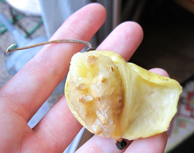 66 Square Feet (Plus): Are May apples edible?