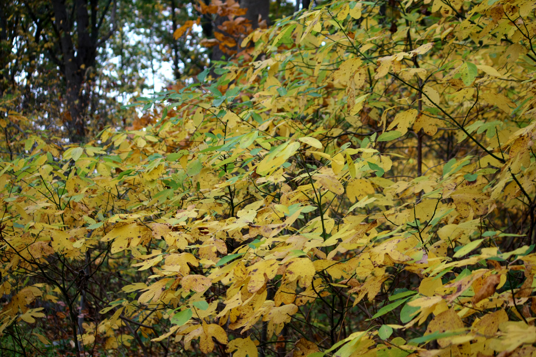 66 Square Feet (Plus): Fall in the Bronx