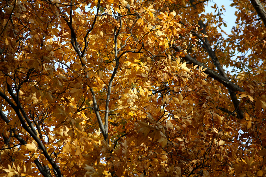 66 Square Feet (Plus): Fall in the Bronx