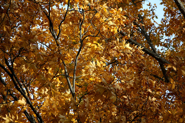 66 Square Feet (Plus): Fall in the Bronx