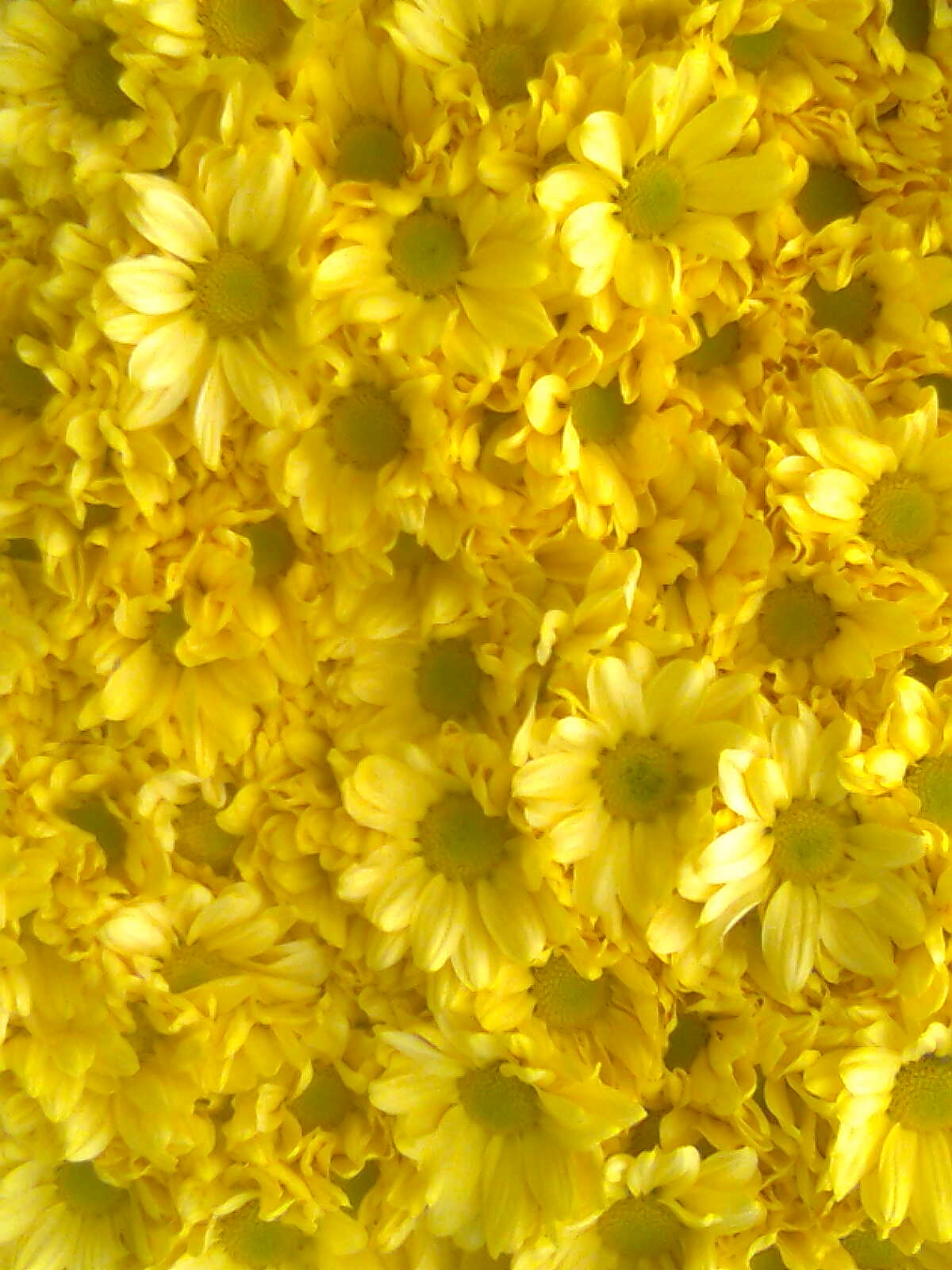 di jual bermacam-macam bunga