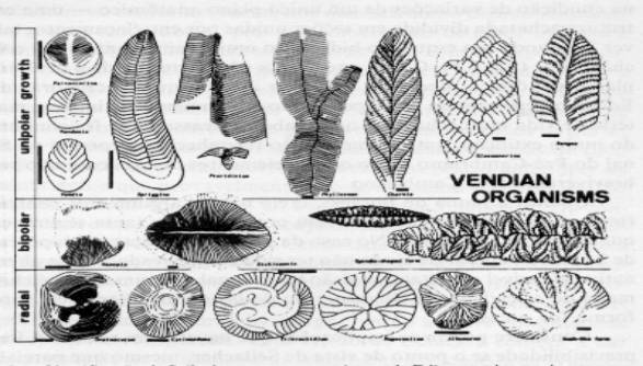 A importância da Paleontologia para a Biologia: A multicelularidade e a ...