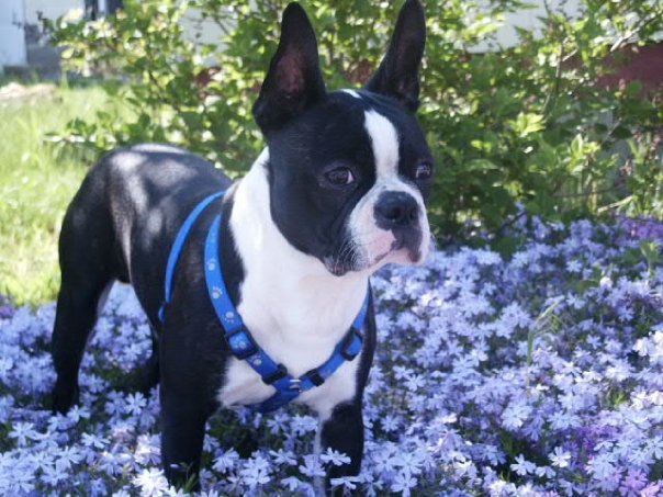 Boston Weekends: Polkadog Bakery - Cutest Boston Dog CONTEST TODAY!