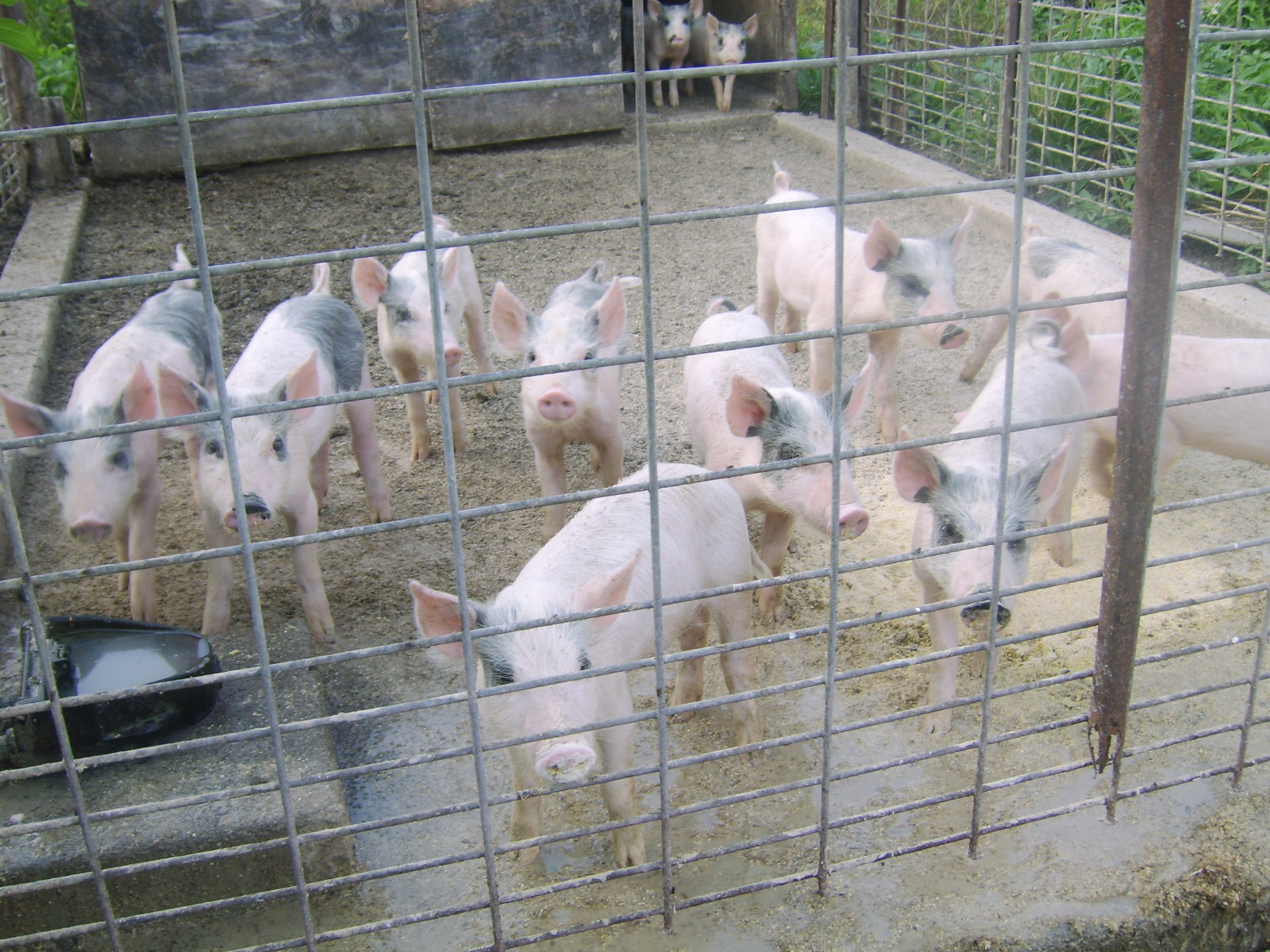 Bringing Home the Bacon: July 2010