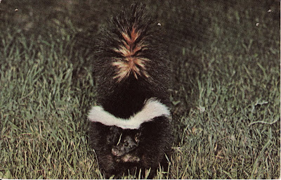 The Burnt Selena Project: Wonderful World of Clutter: Skunk