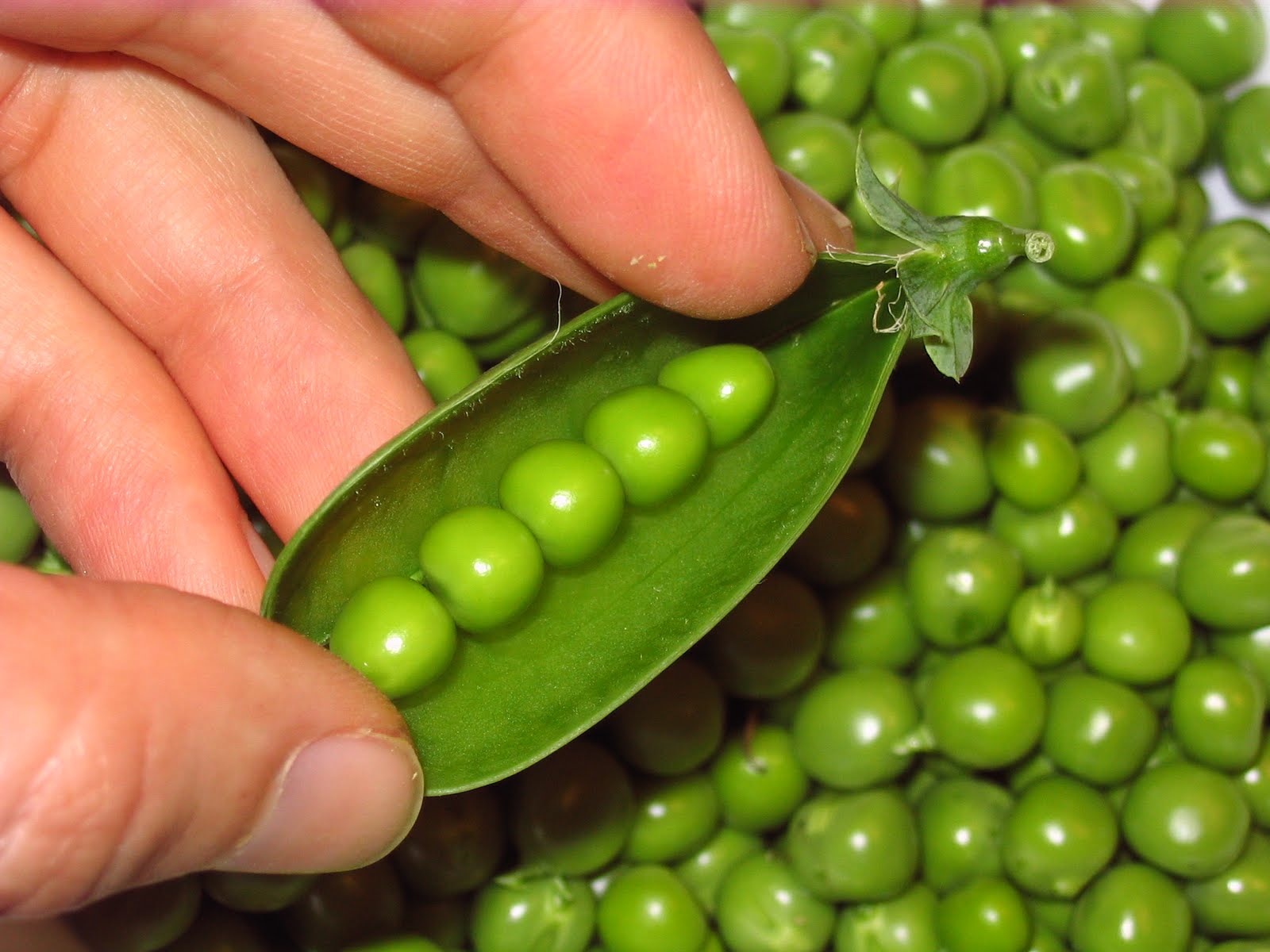 purlanna: Peas!
