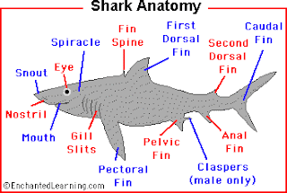 sharks: shark external