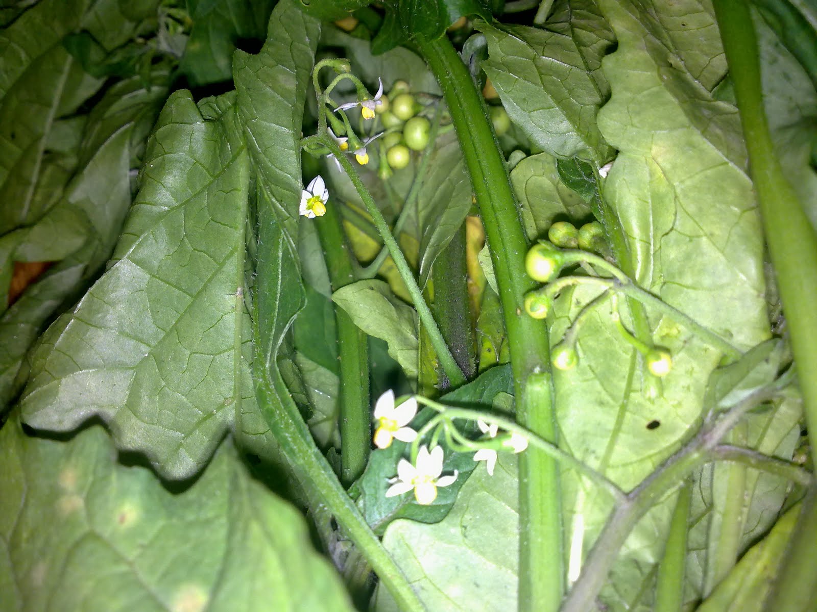 All about You & Me: Sayur Meranti