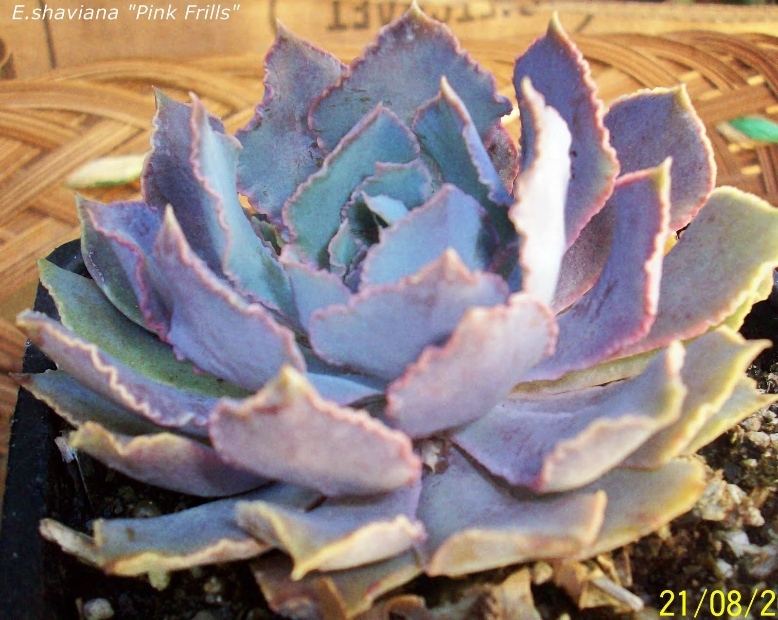 Stars SoCal Succulents and Cactus: Echeveria Pink Frills, and Azure ...