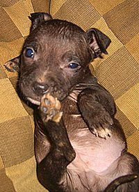 Pit Stop Bullys: RIP Dogs/Pups...Go to Hell Ed Faron and HSUS